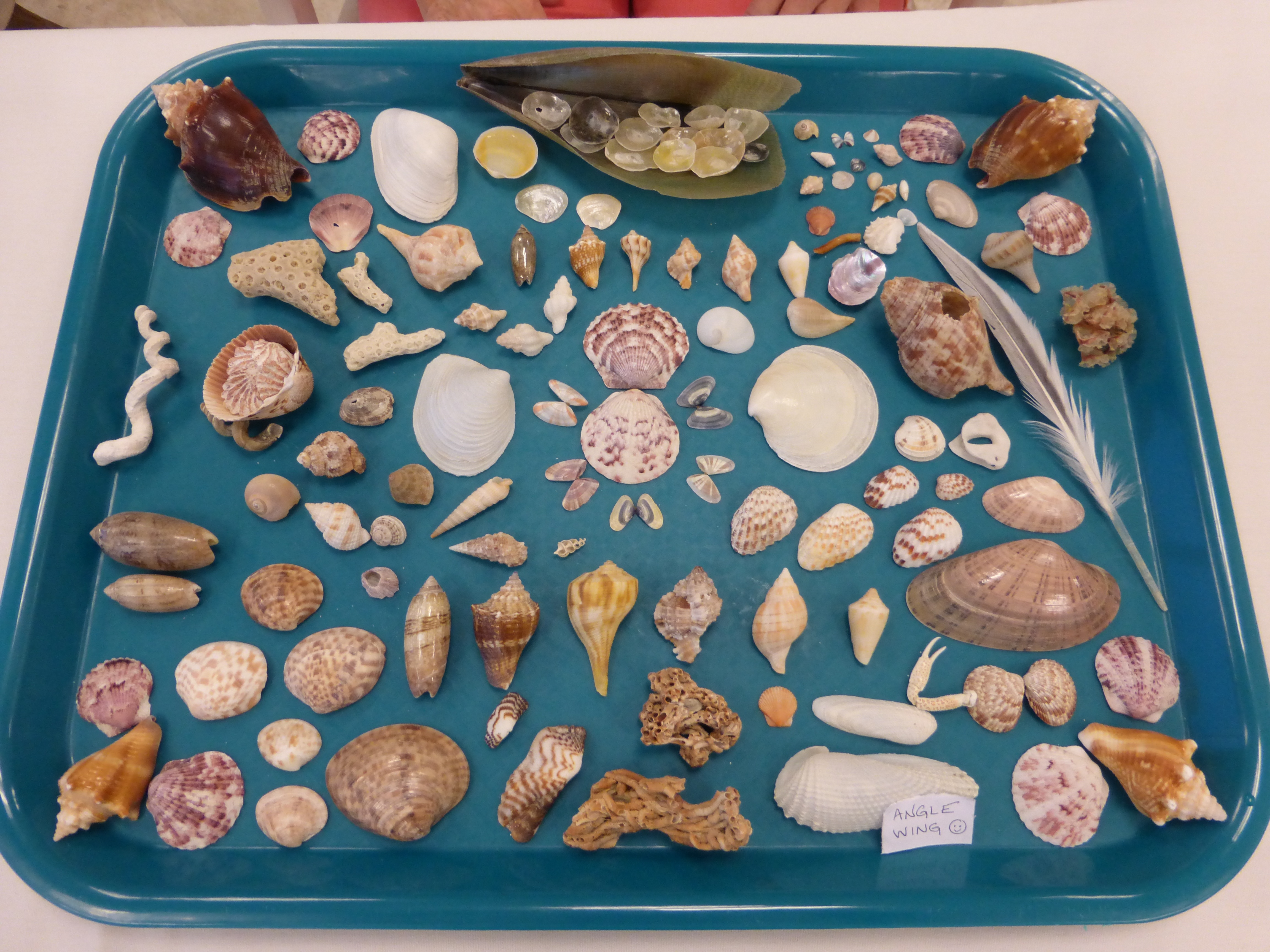 What Is Shellabaloo? | I Love Shelling