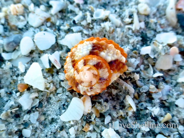 Seashells At North Tip Of South Seas Island Resort | I Love Shelling