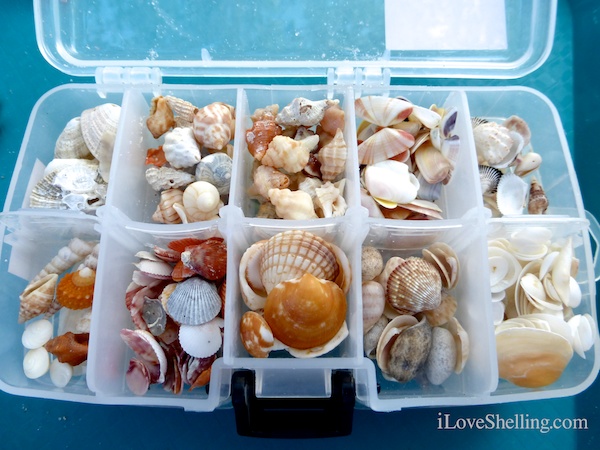 Not Just Another Silly White Shell | I Love Shelling