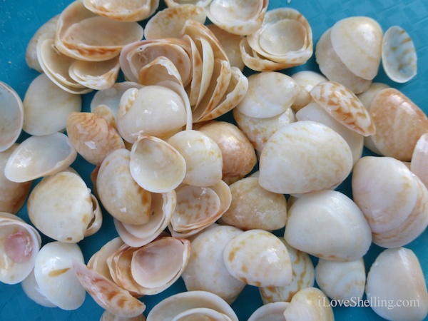 Not Just Another Silly White Shell | I Love Shelling