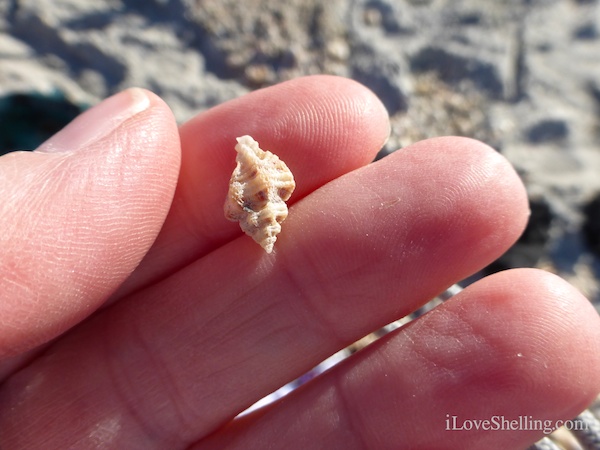So Many Rare Shells Found On Sanibel This Week | I Love Shelling