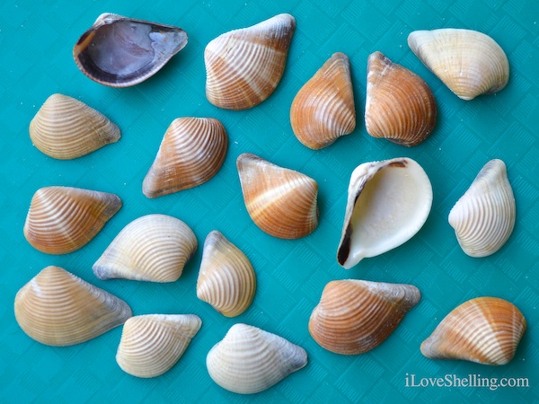 Another Day Another Sand Dollar on Fort Myers Beach | I Love Shelling