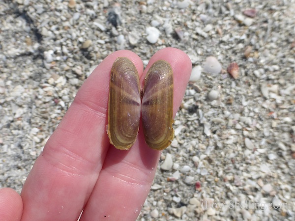 Seashells At North Tip Of South Seas Island Resort | I Love Shelling