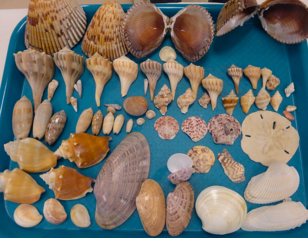 Sanibel Shell 'N Tell Rocks! | I Love Shelling