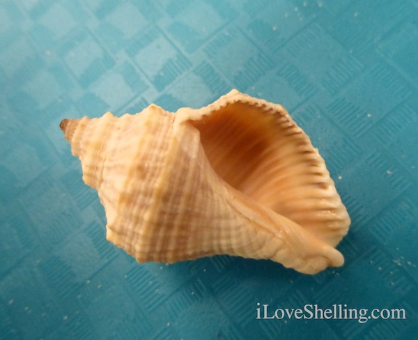 Sanibel Shell 'N Tell Rocks! | I Love Shelling