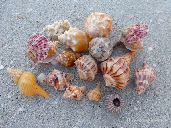 Sunrise Shelling | I Love Shelling