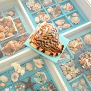 Seashell Display Table Ideas | I Love Shelling