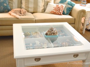 Seashell Display Table Ideas | I Love Shelling