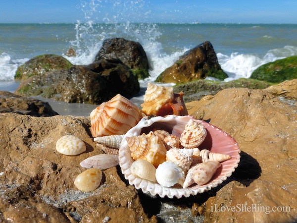 Seashells At North Tip Of South Seas Island Resort | I Love Shelling