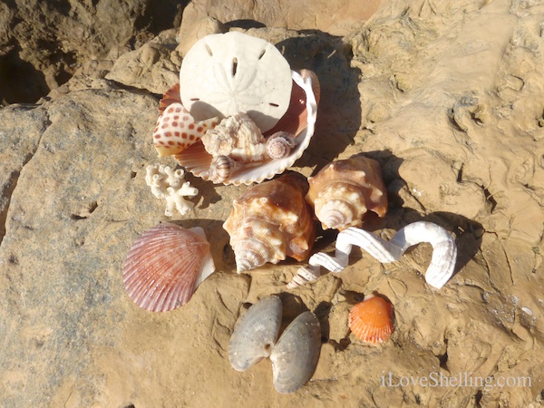Seashells At North Tip Of South Seas Island Resort | I Love Shelling