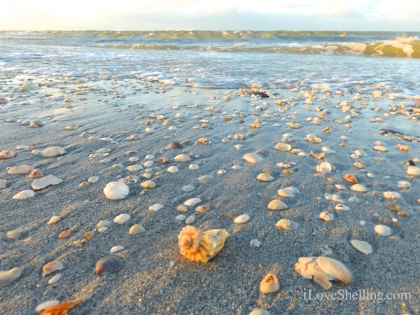 Seashells At North Tip Of South Seas Island Resort | i Love Shelling