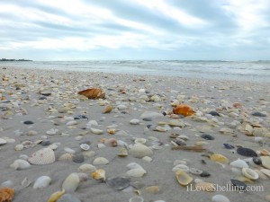 Finding Seashells By The Seashore at Shellabaloo 4 | I Love Shelling