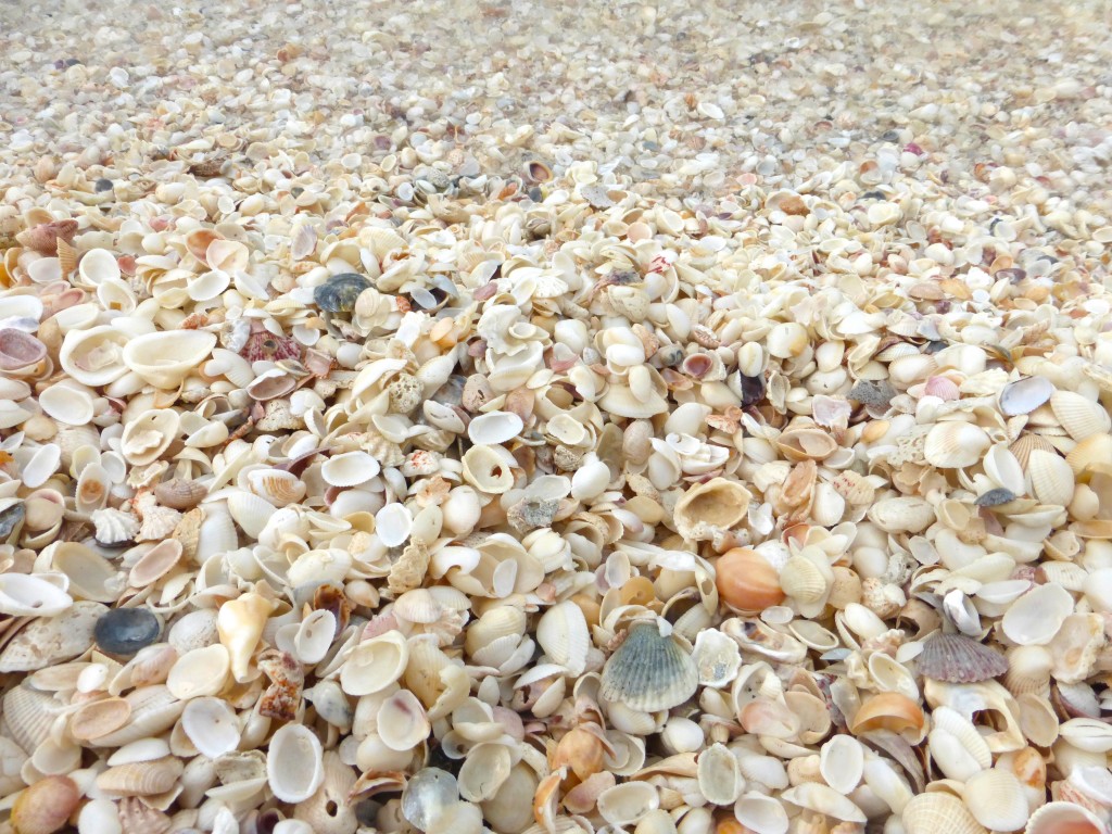 Finding Seashells By The Seashore at Shellabaloo 4 | I Love Shelling