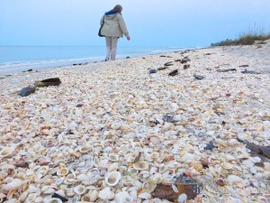 Finding Seashells By The Seashore at Shellabaloo 4 | I Love Shelling