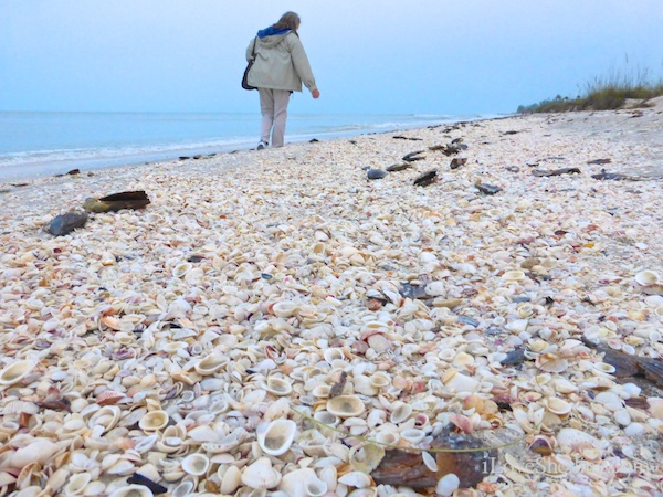 Finding Seashells By The Seashore at Shellabaloo 4 | I Love Shelling