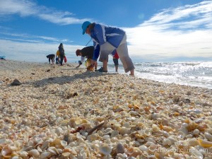 Finding Seashells By The Seashore at Shellabaloo 4 | I Love Shelling