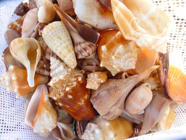 Sunrise Shelling | I Love Shelling