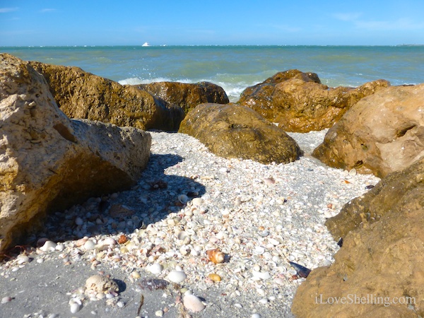 Seashells At North Tip Of South Seas Island Resort | I Love Shelling