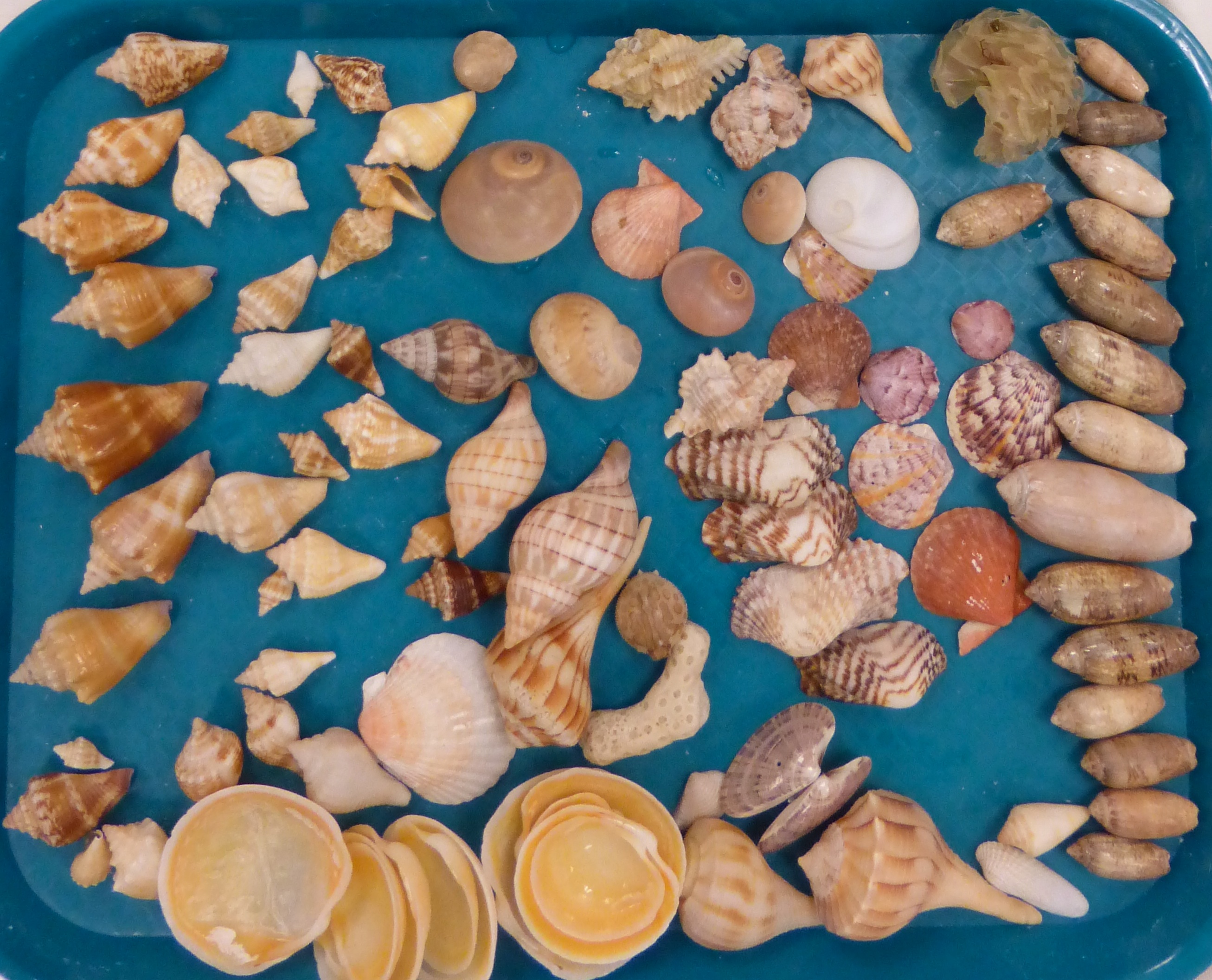 Sanibel Shell 'N Tell Rocks! | I Love Shelling