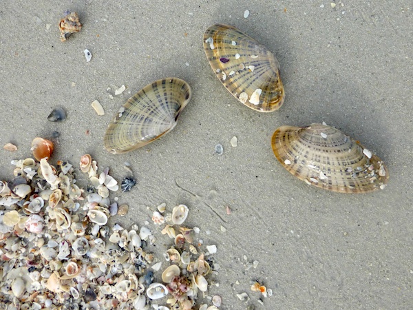 Cruise To Rainbows and Seashells | I Love Shelling