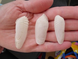 Cruise To Rainbows and Seashells | I Love Shelling