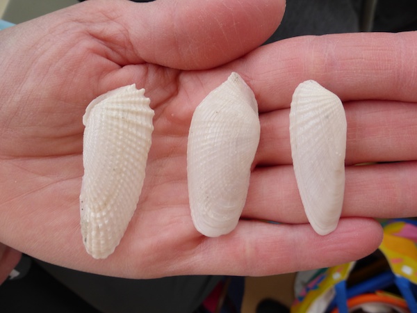 Cruise To Rainbows and Seashells | I Love Shelling