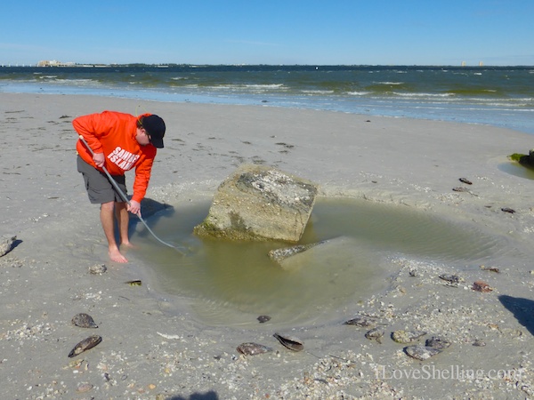 Finding Seashells By The Seashore at Shellabaloo 4 | I Love Shelling