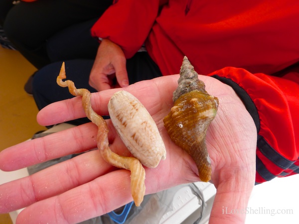 For Peat’s Sake, We found Angel Wings! | I Love Shelling