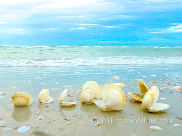 The Dosinia Difference | I Love Shelling