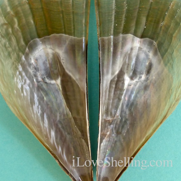 I Found A Half Naked Shell | I Love Shelling