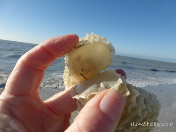 baby lightning whelks in egg chain | I Love Shelling
