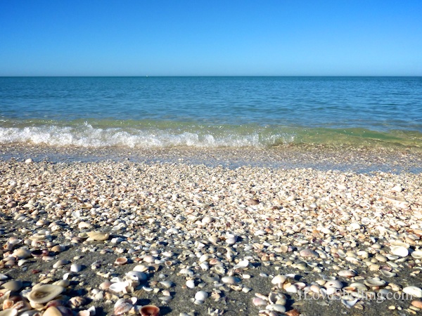 Sunny Day Seashells On Sanibel | I Love Shelling
