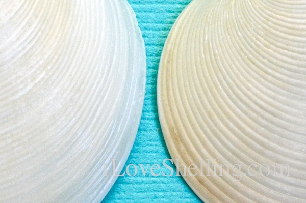 The Dosinia Difference | I Love Shelling