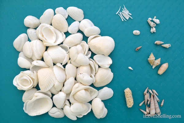 I Spied An Ark On Sanibel | I Love Shelling