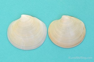 The Dosinia Difference | I Love Shelling