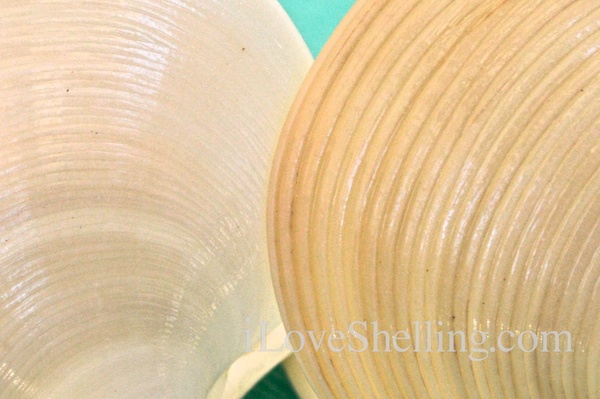 The Dosinia Difference | I Love Shelling