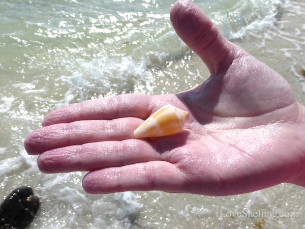 Seashelling And Cybershelling At Sanibel Lighthouse Beach | I Love Shelling