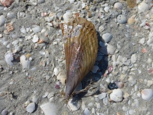 I Found A Half Naked Shell | I Love Shelling