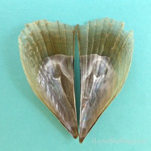 I Found A Half Naked Shell | I Love Shelling