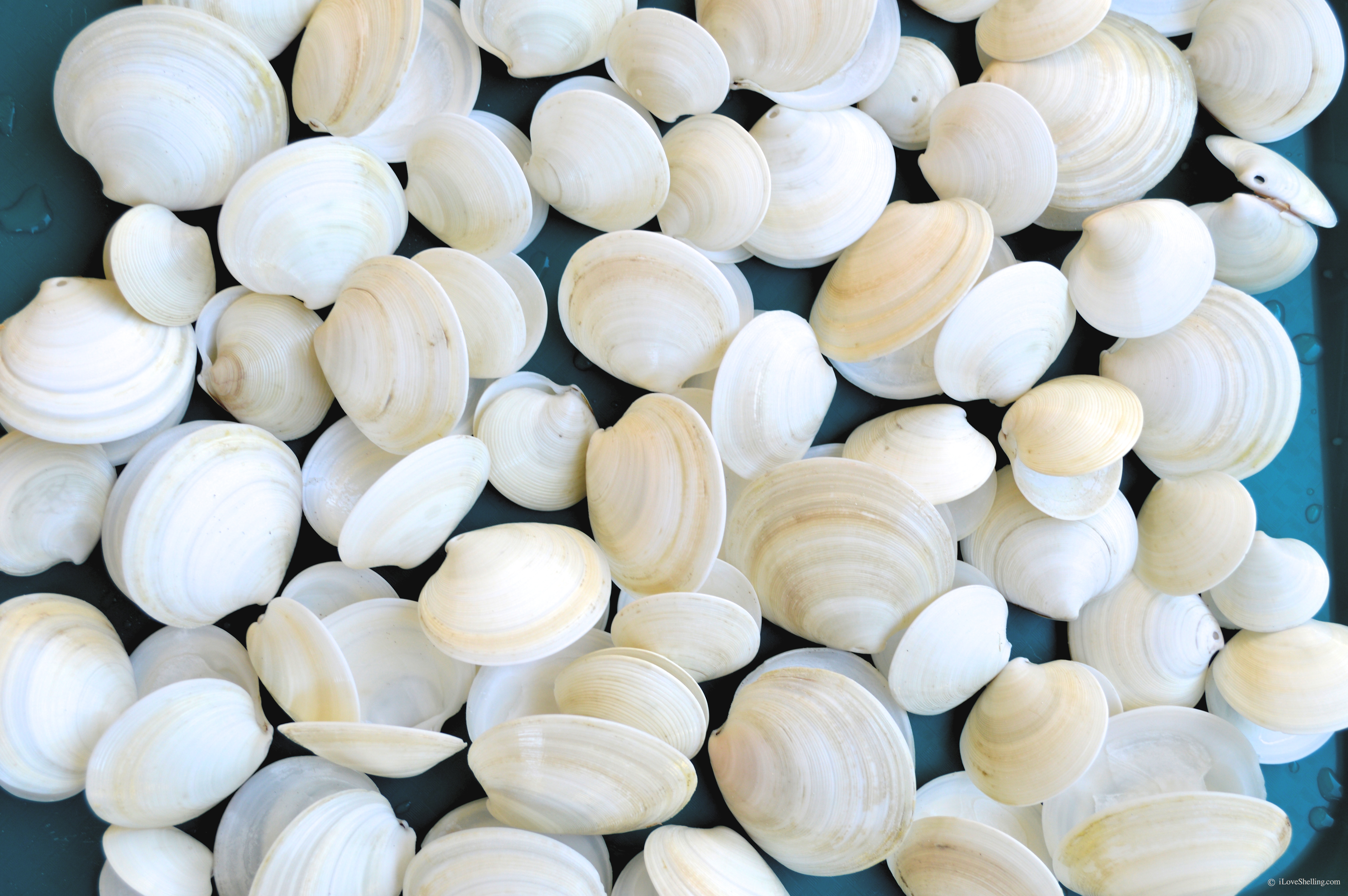 Elegant Dosinia | i Love Shelling