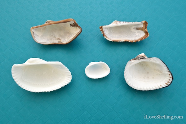 I Spied An Ark On Sanibel | I Love Shelling