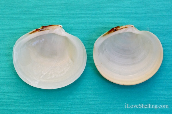The Dosinia Difference | I Love Shelling