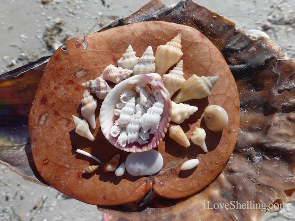 Sunny Day Seashells On Sanibel | I Love Shelling
