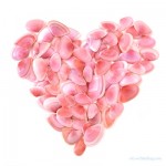 Happy Rose Petal Shellentines Day! | I Love Shelling