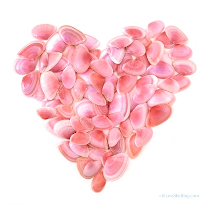 Happy Rose Petal Shellentines Day! | I Love Shelling