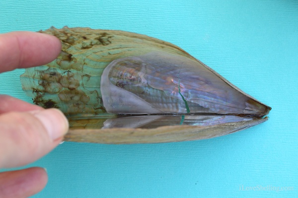 Saw-Tooth Pen Shell | i Love Shelling