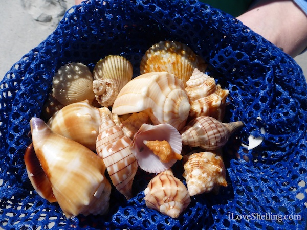 Sunny Day Seashells On Sanibel | I Love Shelling