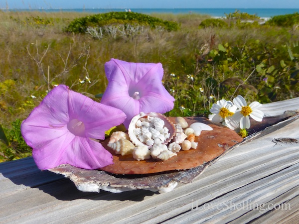 Sunny Day Seashells On Sanibel | I Love Shelling