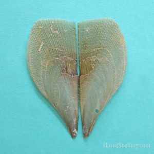 I Found A Half Naked Shell | I Love Shelling