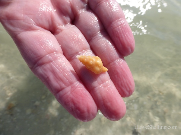 Seashelling And Cybershelling At Sanibel Lighthouse Beach | I Love Shelling